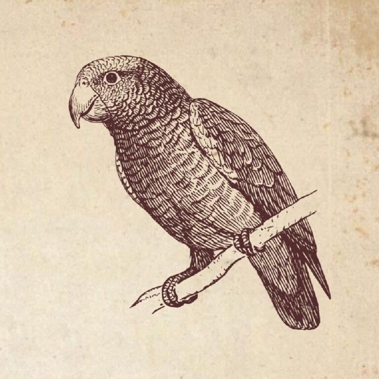 PIREPs of the Caribbean – International Ops 2025 – OPSGROUP