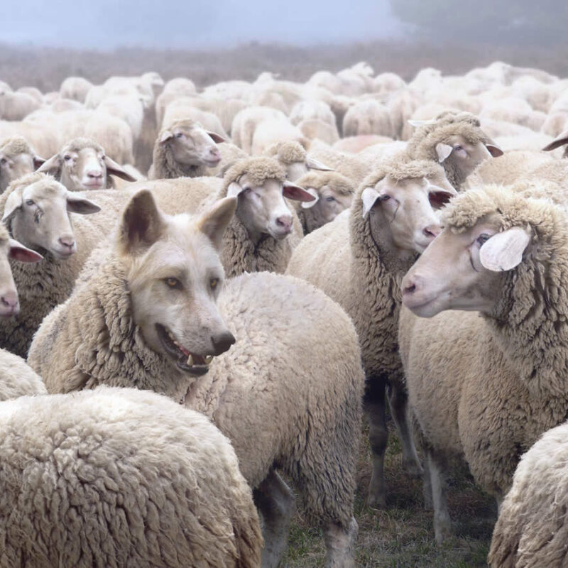 NAT Doc 007 – New Edition – International Ops 2025 – OPSGROUP