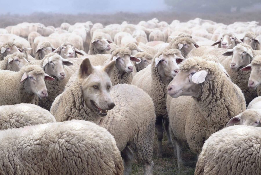 Updated FAA Oceanic Guides – International Ops 2025 – OPSGROUP