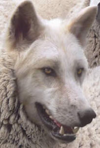 Beware Below: New Warning on QNH Errors – International Ops 2025 – OPSGROUP