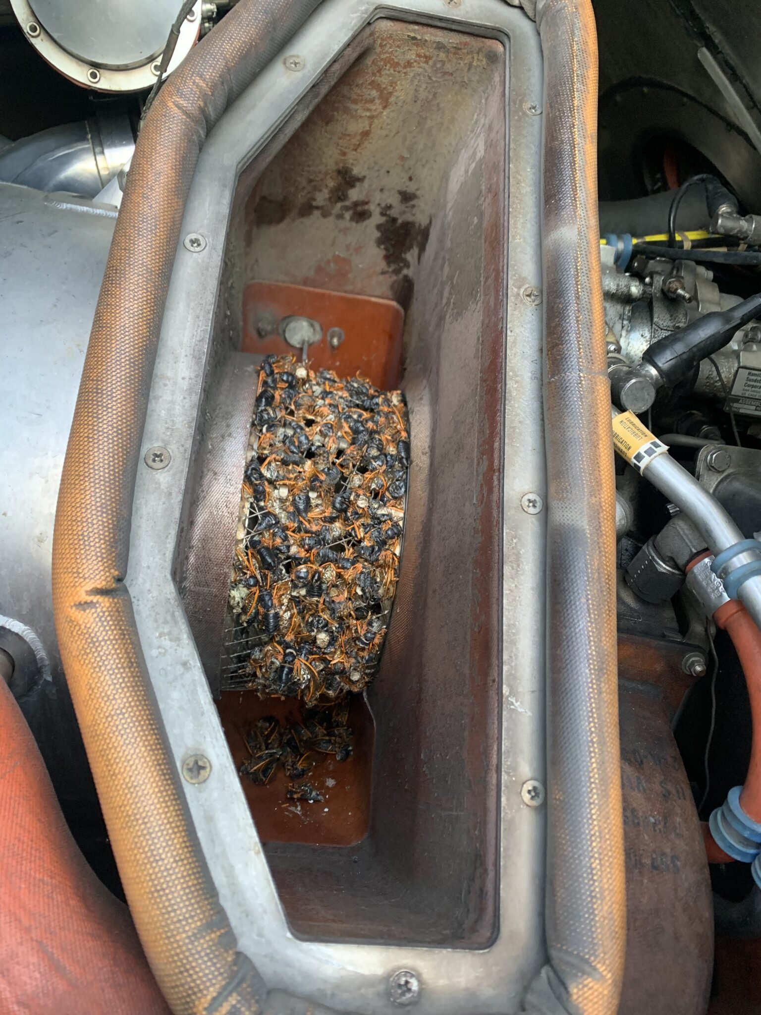 US Midwest: Cicada’s are coming to town – International Ops 2025 – OPSGROUP